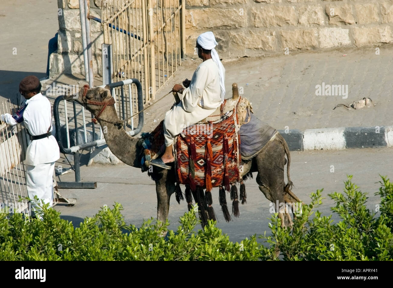 Camel and rider at the Pyramids, Giza, Cairo, Egypt Stock Photo - Alamy