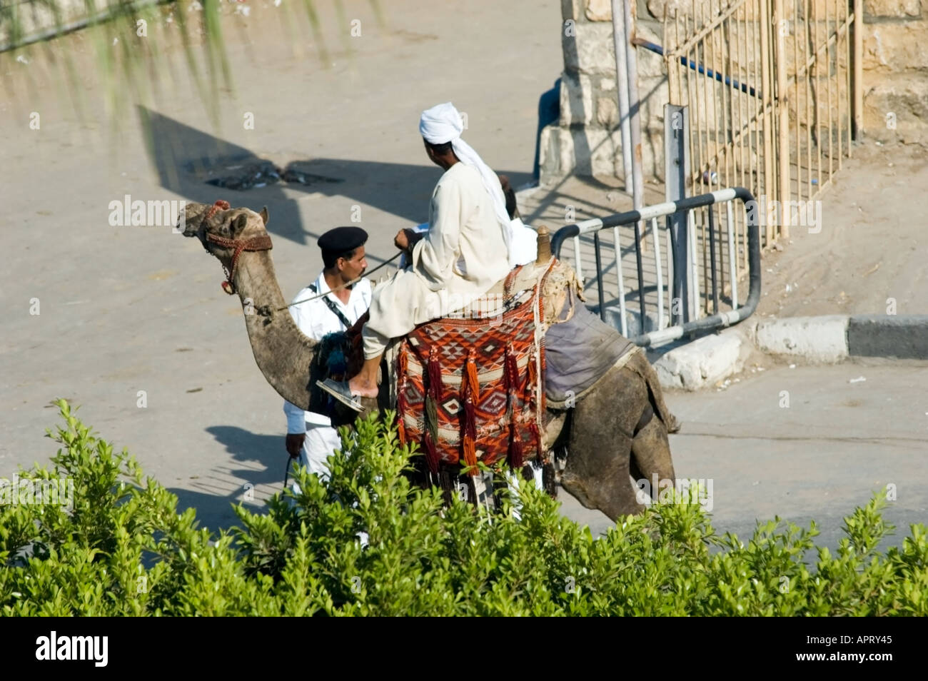 Camel and rider at the Pyramids, Giza, Cairo, Egypt Stock Photo - Alamy
