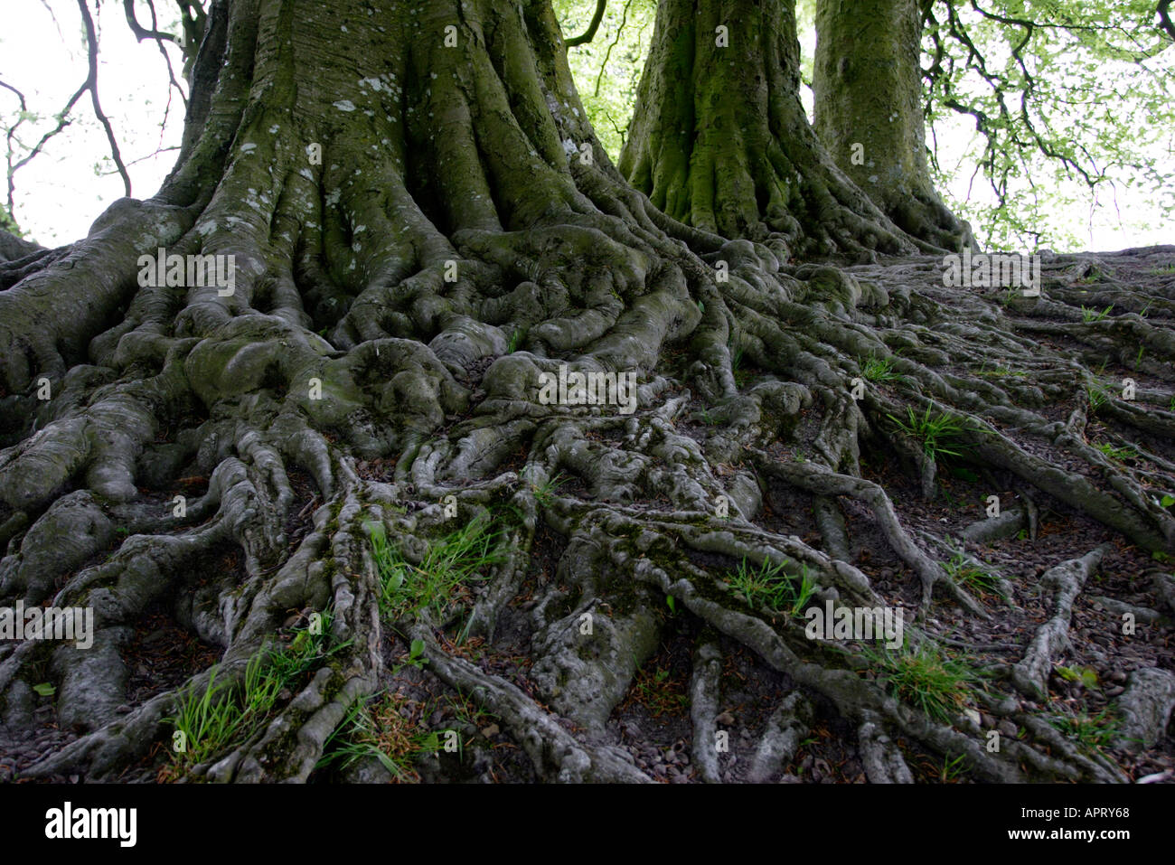 Complex network beech tree roots hi-res stock photography and images ...