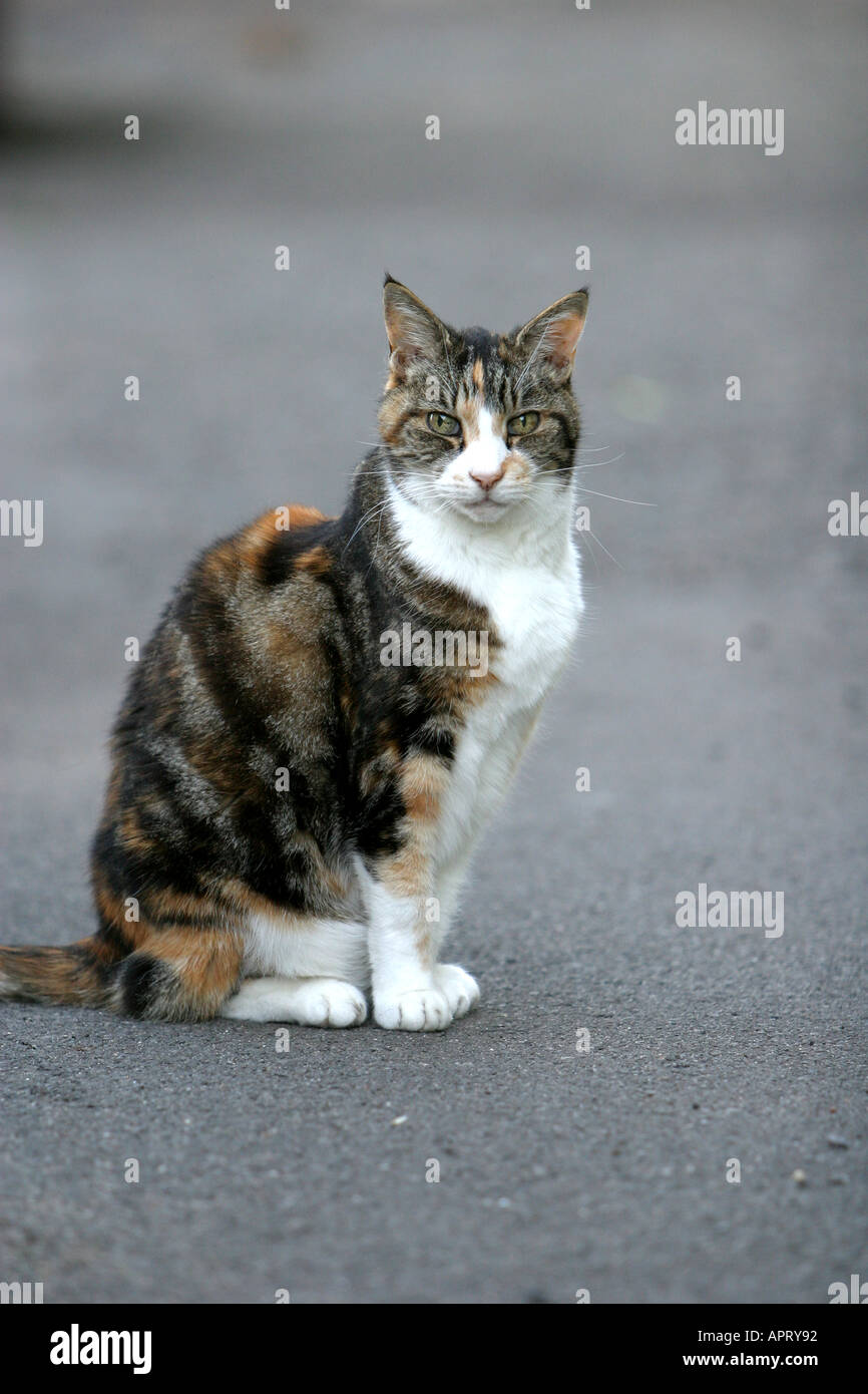 Tortoiseshell domestic cat very old Stock Photo - Alamy