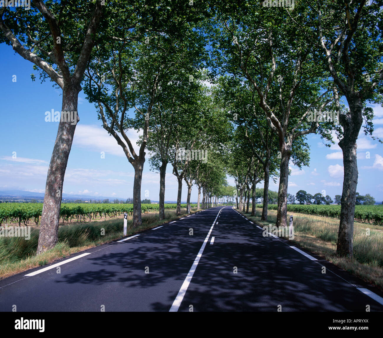 [tree lined road] France French countryside Stock Photo - Alamy