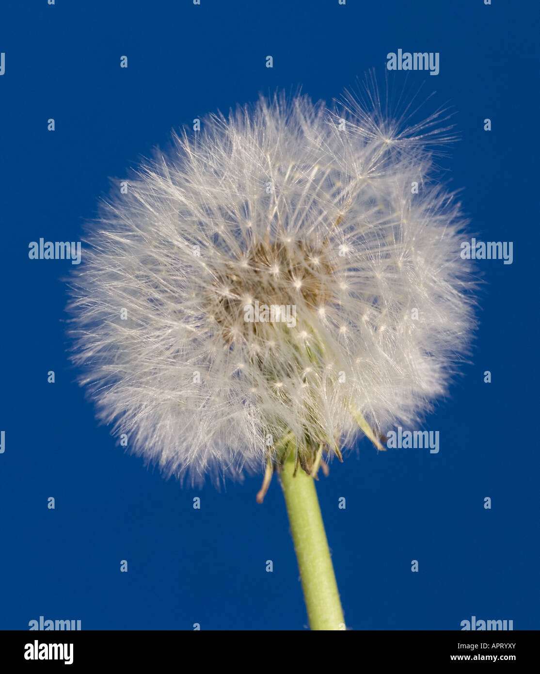 dandelions isolated on the color backgrounds Stock Photo - Alamy
