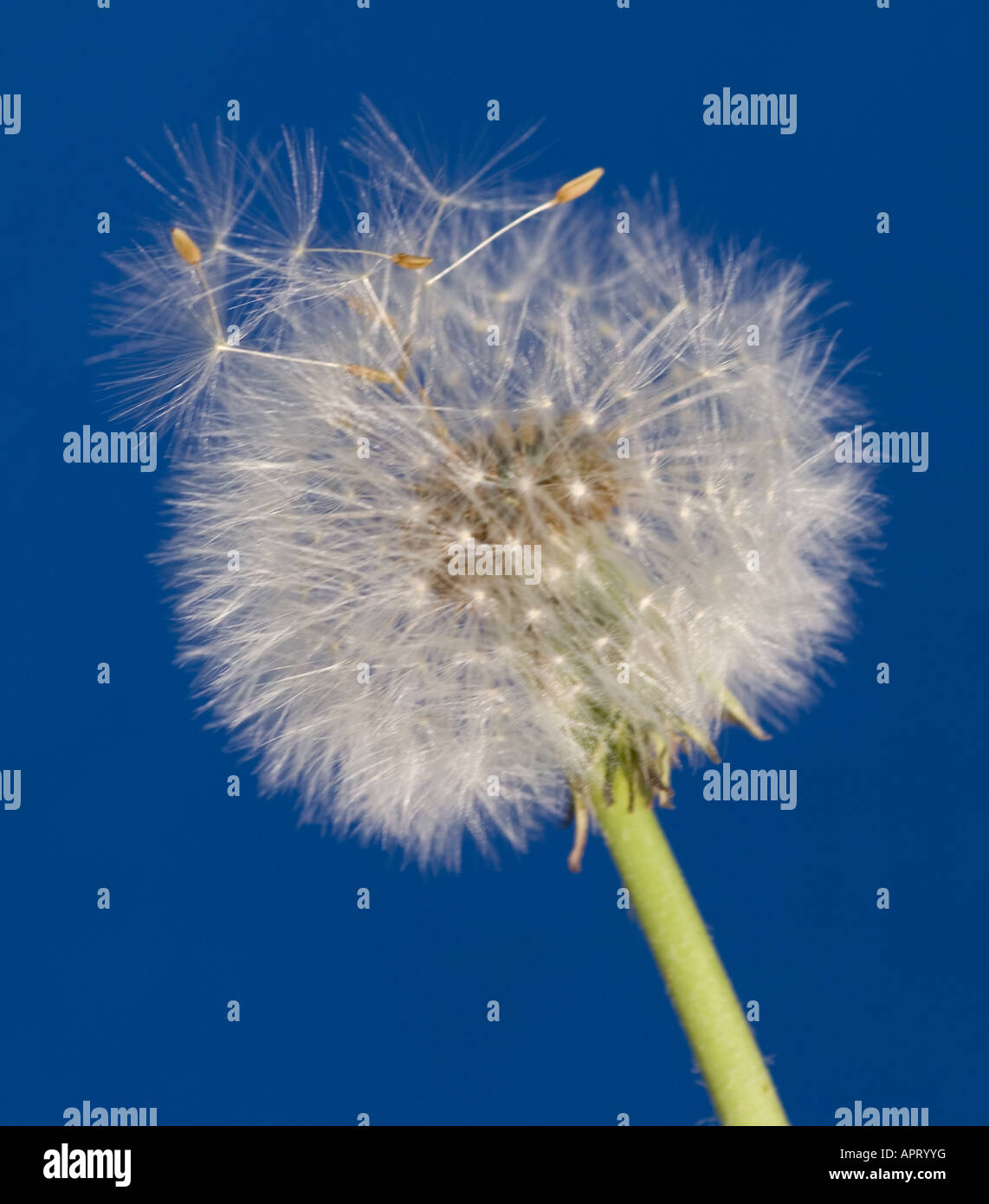 dandelions isolated on the color backgrounds Stock Photo - Alamy