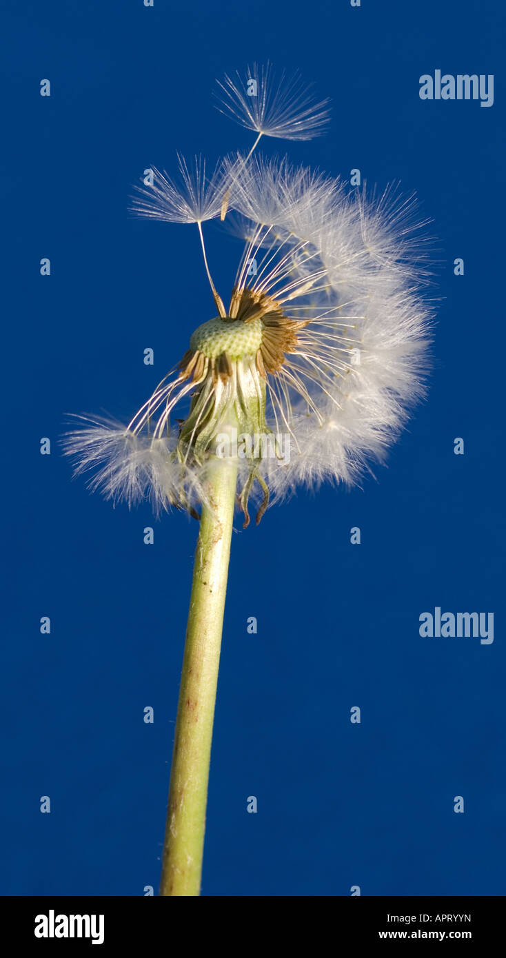 dandelions isolated on the color backgrounds Stock Photo - Alamy