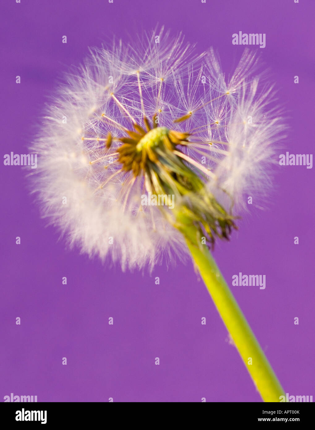 dandelions isolated on the color backgrounds Stock Photo - Alamy