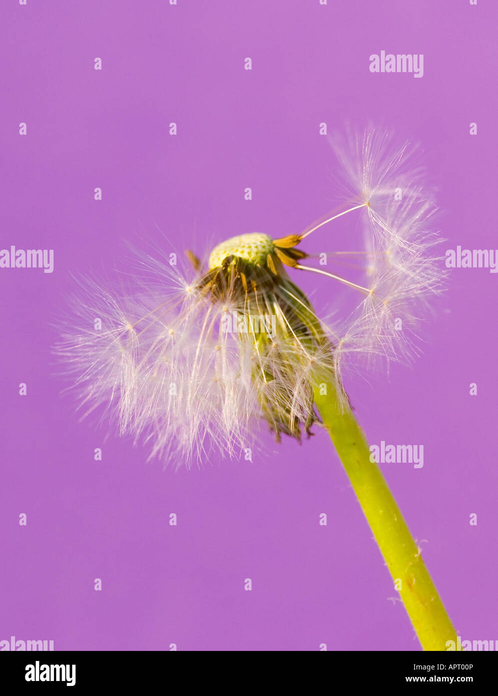 dandelions isolated on the color backgrounds Stock Photo - Alamy