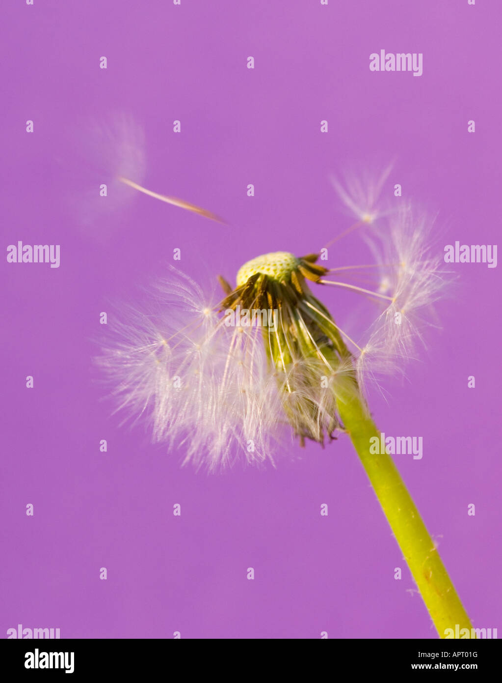 dandelions isolated on the color backgrounds Stock Photo - Alamy