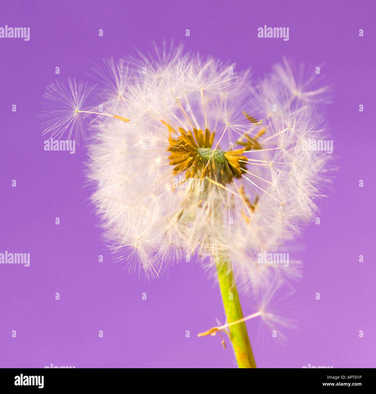 dandelions isolated on the color backgrounds Stock Photo - Alamy