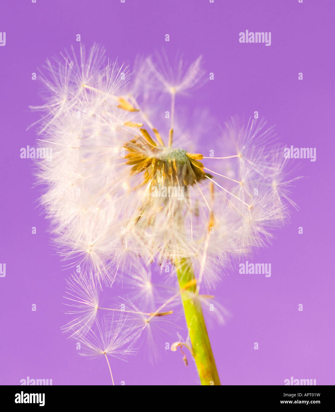 dandelions isolated on the color backgrounds Stock Photo - Alamy