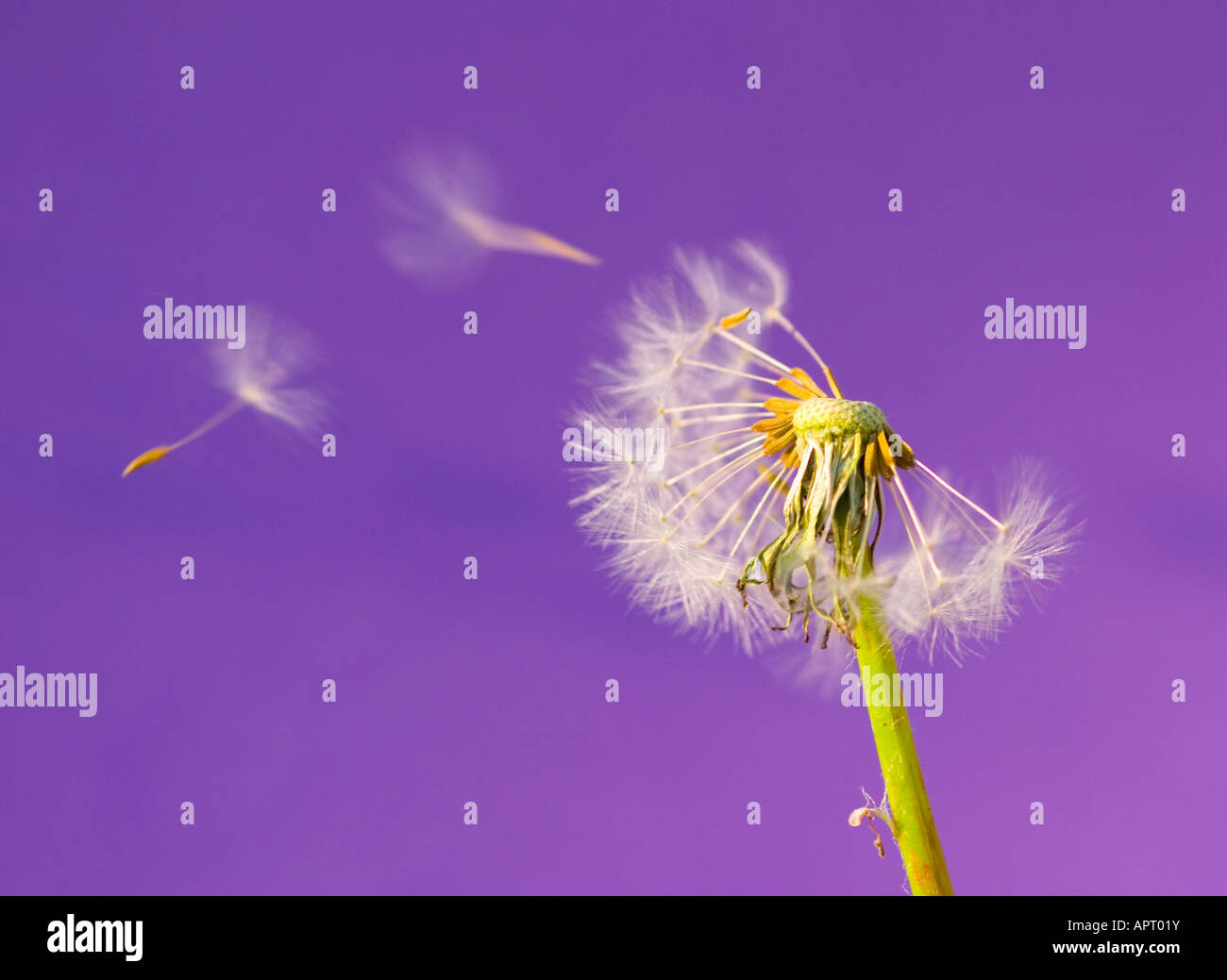 dandelions isolated on the color backgrounds Stock Photo - Alamy