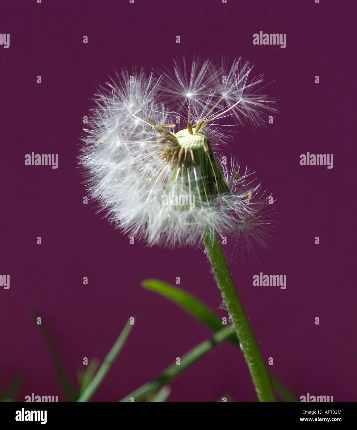 dandelions isolated on the color backgrounds Stock Photo - Alamy