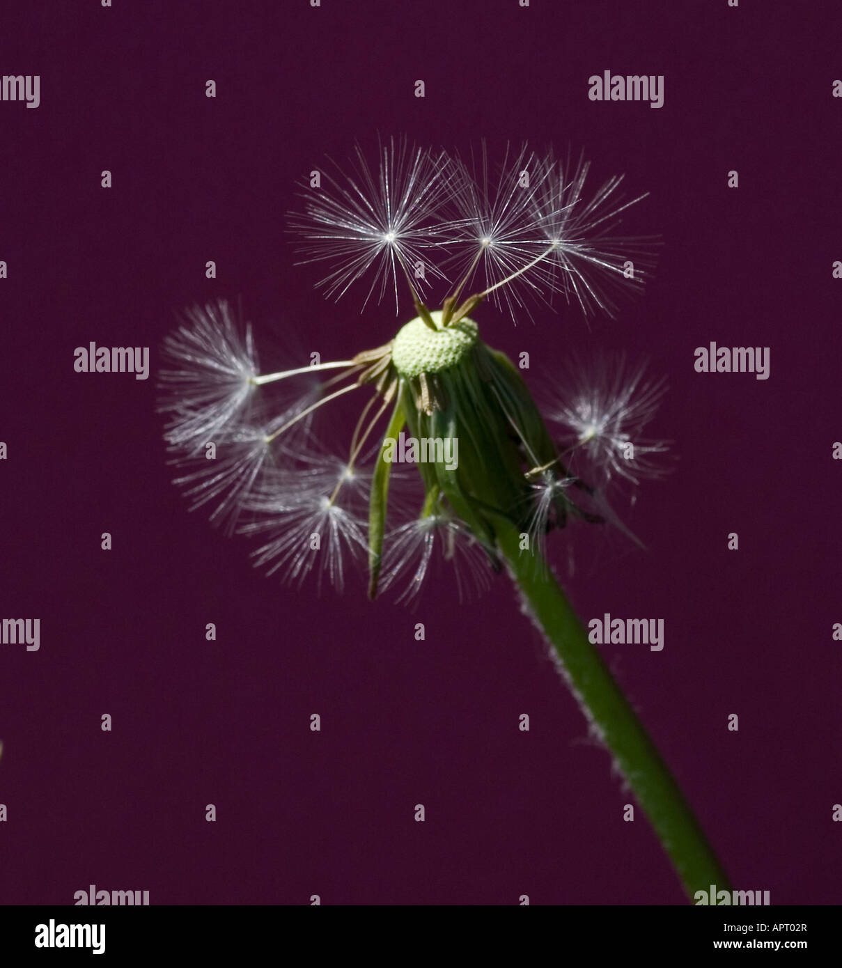 dandelions isolated on the color backgrounds Stock Photo - Alamy