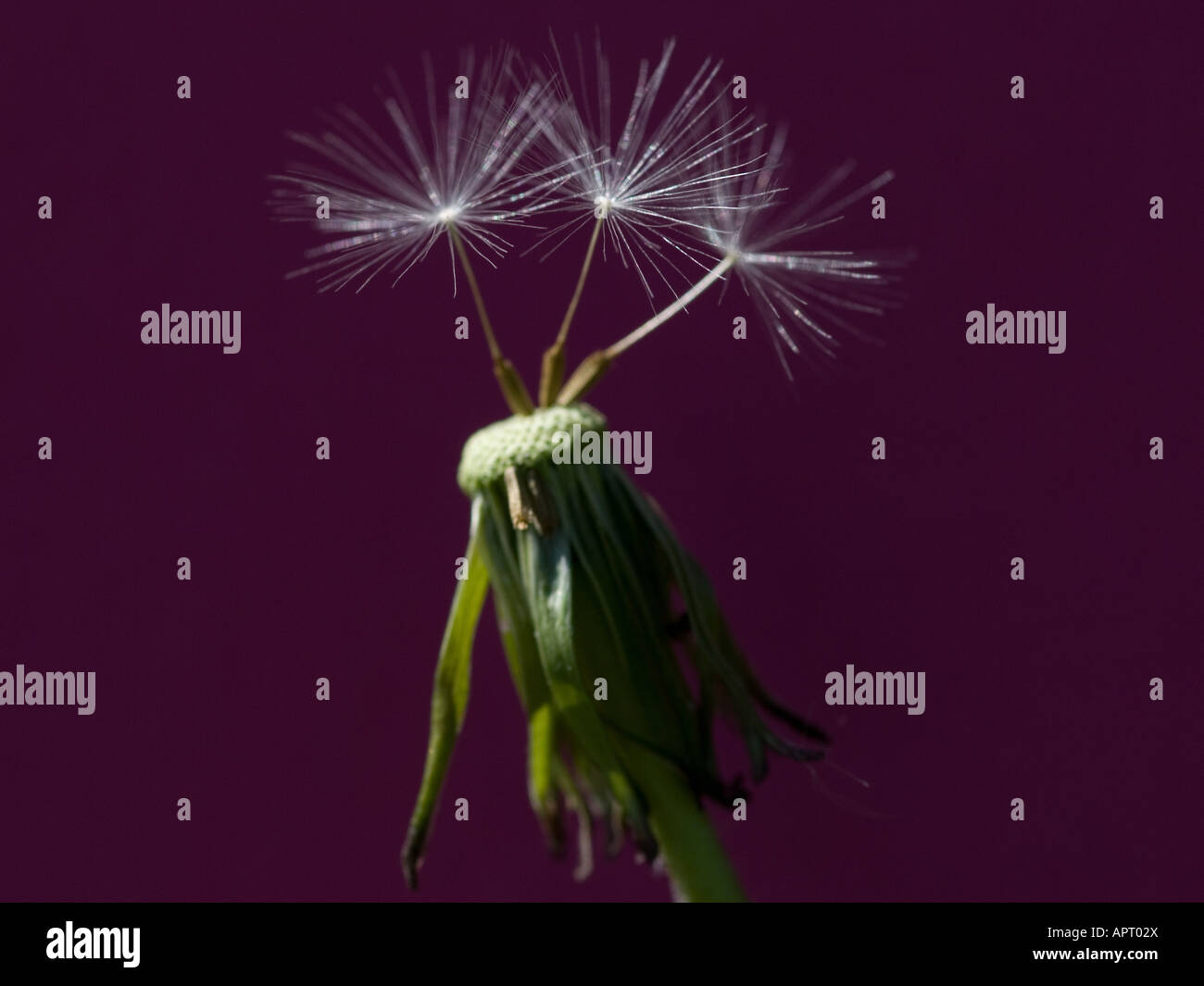 dandelions isolated on the color backgrounds Stock Photo - Alamy