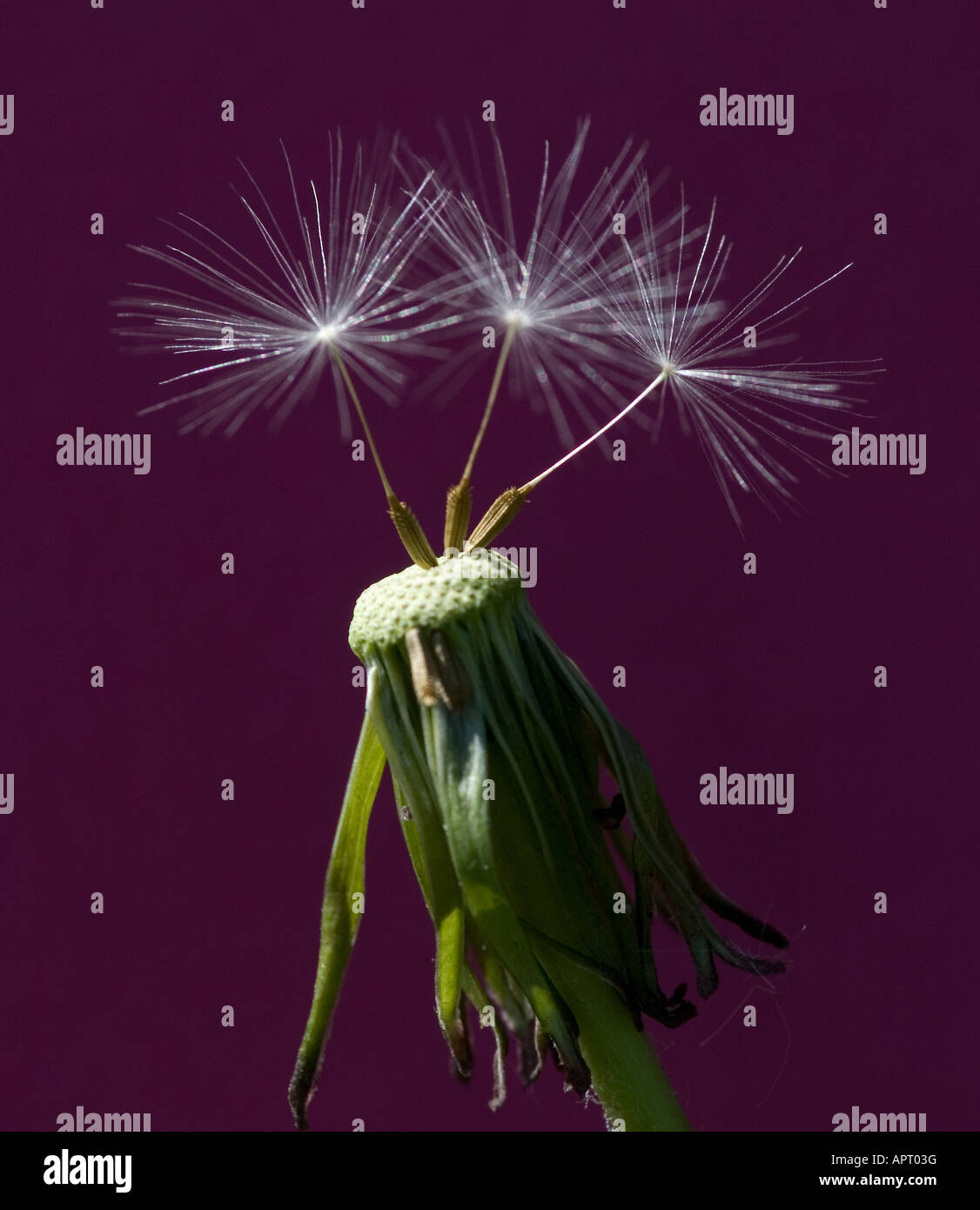 dandelions isolated on the color backgrounds Stock Photo - Alamy