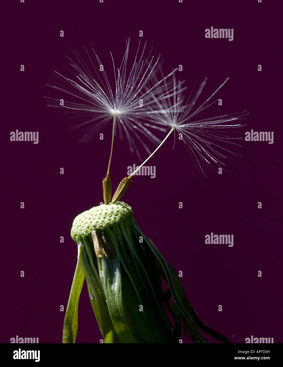 dandelions isolated on the color backgrounds Stock Photo - Alamy