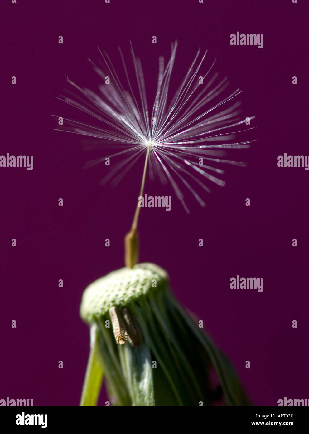 dandelions isolated on the color backgrounds Stock Photo - Alamy