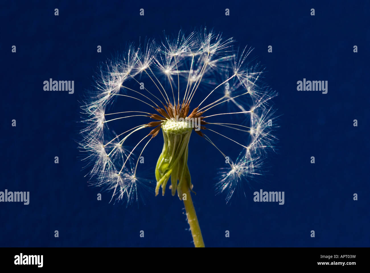 dandelions isolated on the color backgrounds Stock Photo - Alamy