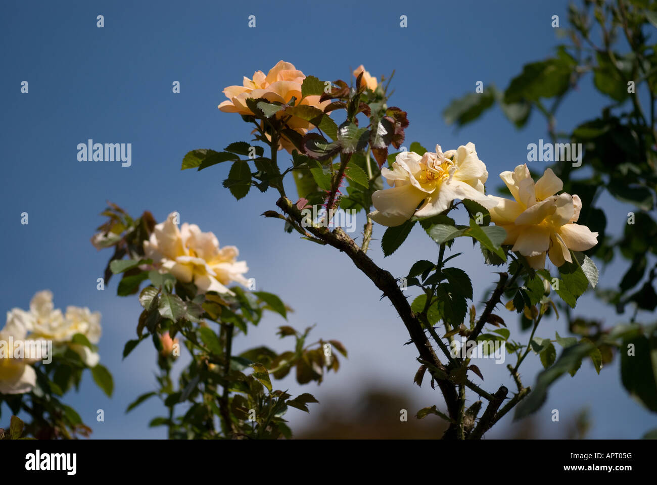 Flowers of spring 2007 Stock Photo - Alamy