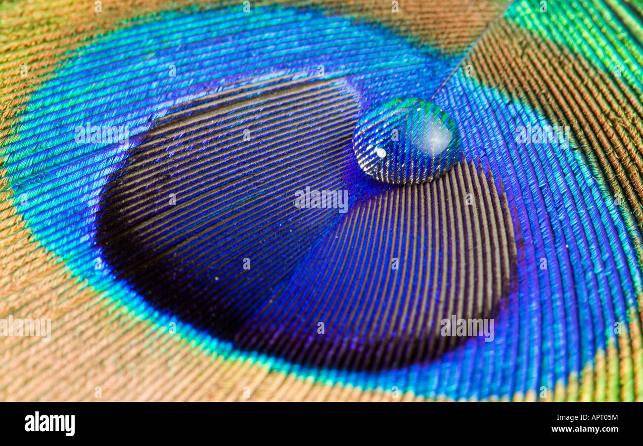 feathers of peacocks as eye with drop Stock Photo - Alamy