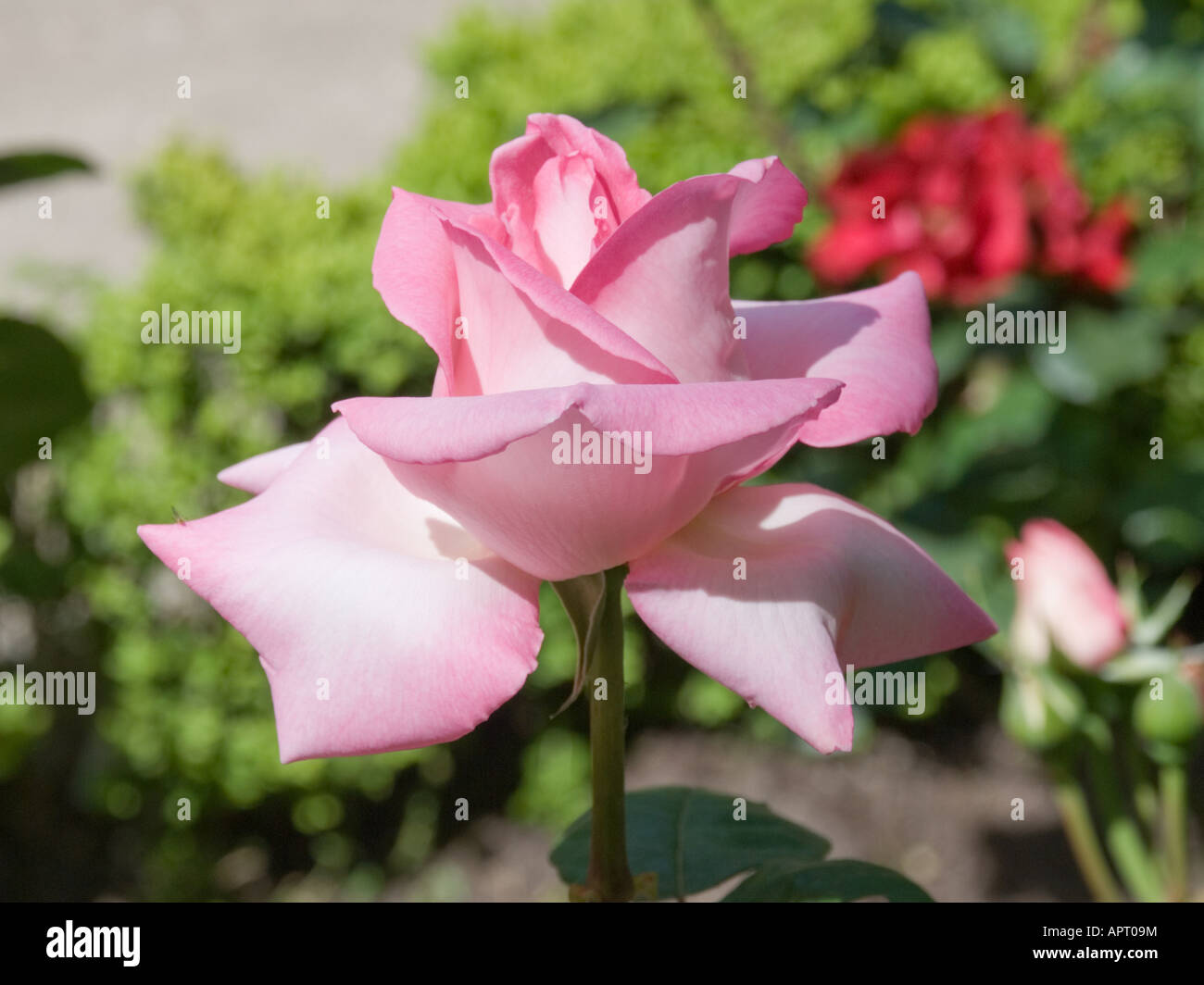 botanical gardens in Madrid rose Stock Photo - Alamy