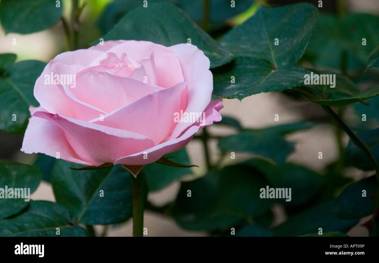 botanical gardens in Madrid rose Stock Photo - Alamy