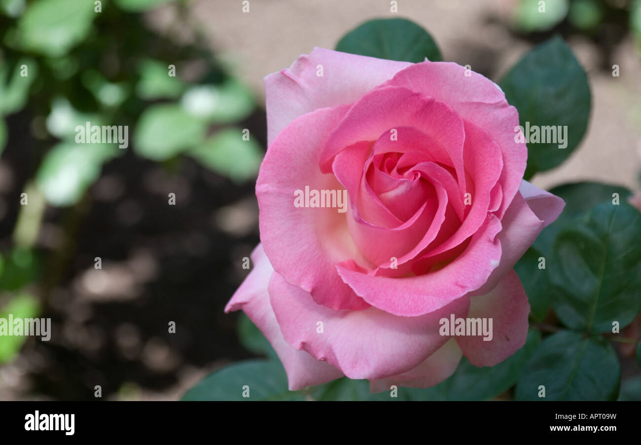 botanical gardens in Madrid rose Stock Photo - Alamy
