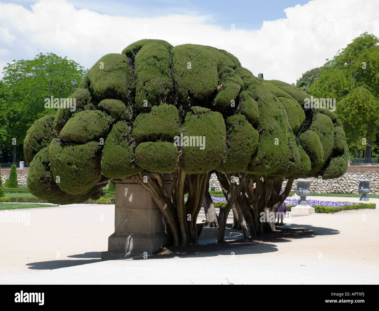 botanical gardens in Madrid trees brain Stock Photo - Alamy