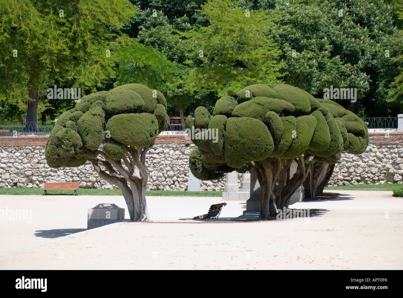 botanical gardens in Madrid trees brain Stock Photo - Alamy