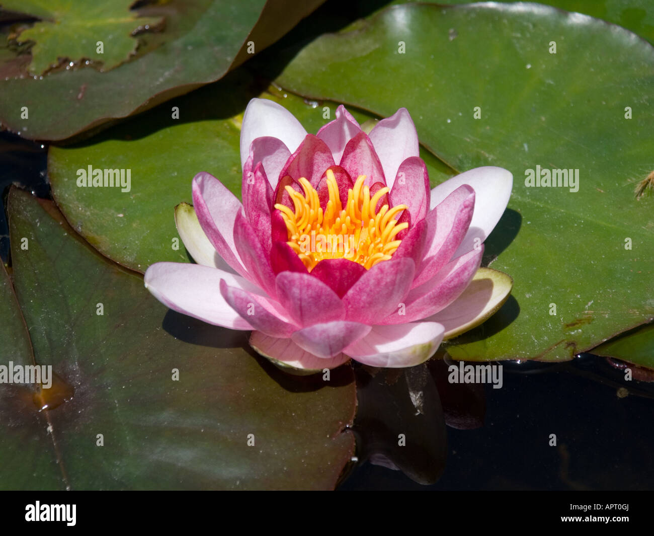 botanical gardens in Madrid water lily Stock Photo - Alamy