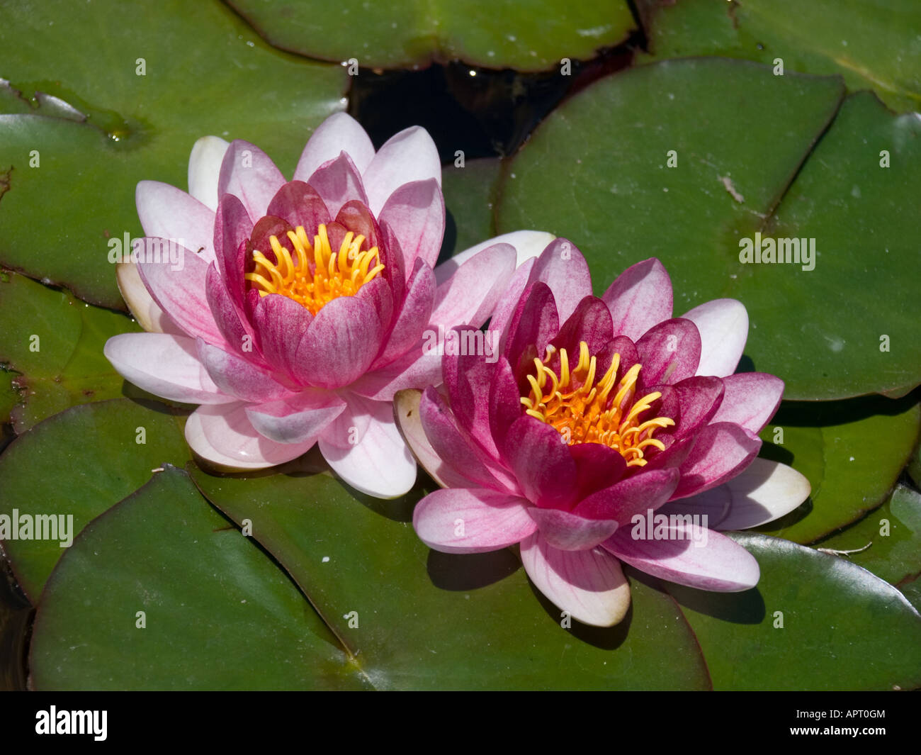 botanical gardens in Madrid water lily Stock Photo - Alamy