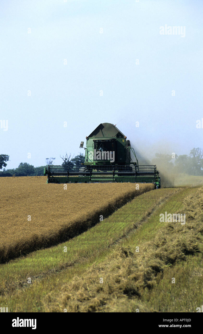 Combined harvester gathering linseed crop on The Fens, Cambridgeshire ...