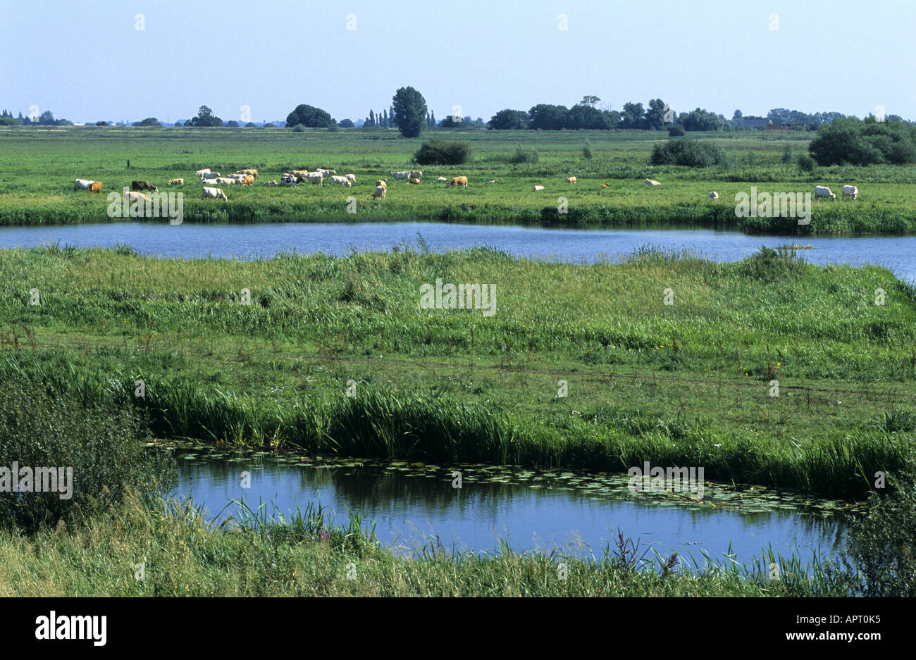 Ouse bird hi-res stock photography and images - Alamy