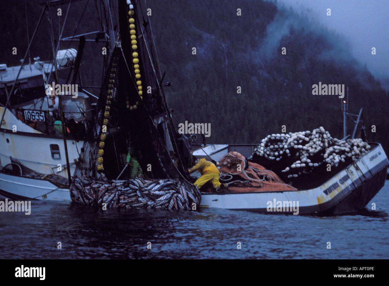 commercial fishing vessel crew hauls out a net full of chum salmon ...