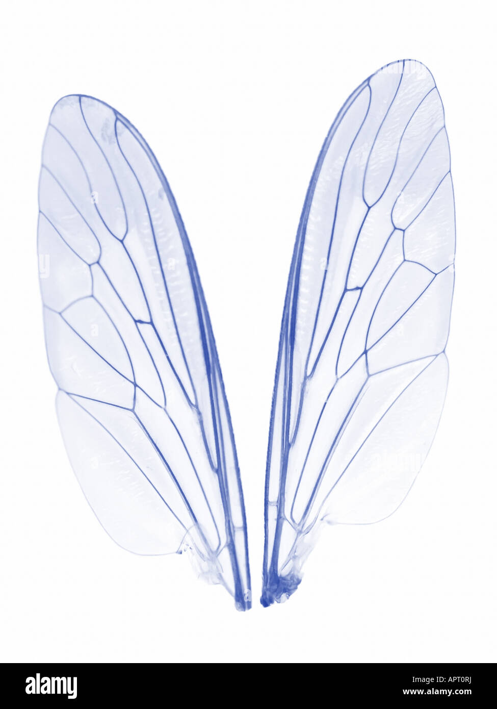 isolated wings of the fly Stock Photo - Alamy