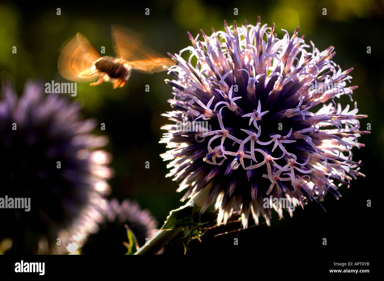 A wasp flying among globe thistle (Echinops bannaticus / blue globe ...