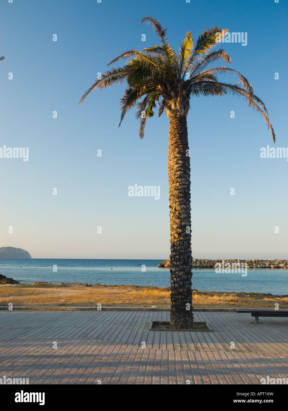 Palms on the coast of the islands Mallorca Stock Photo - Alamy