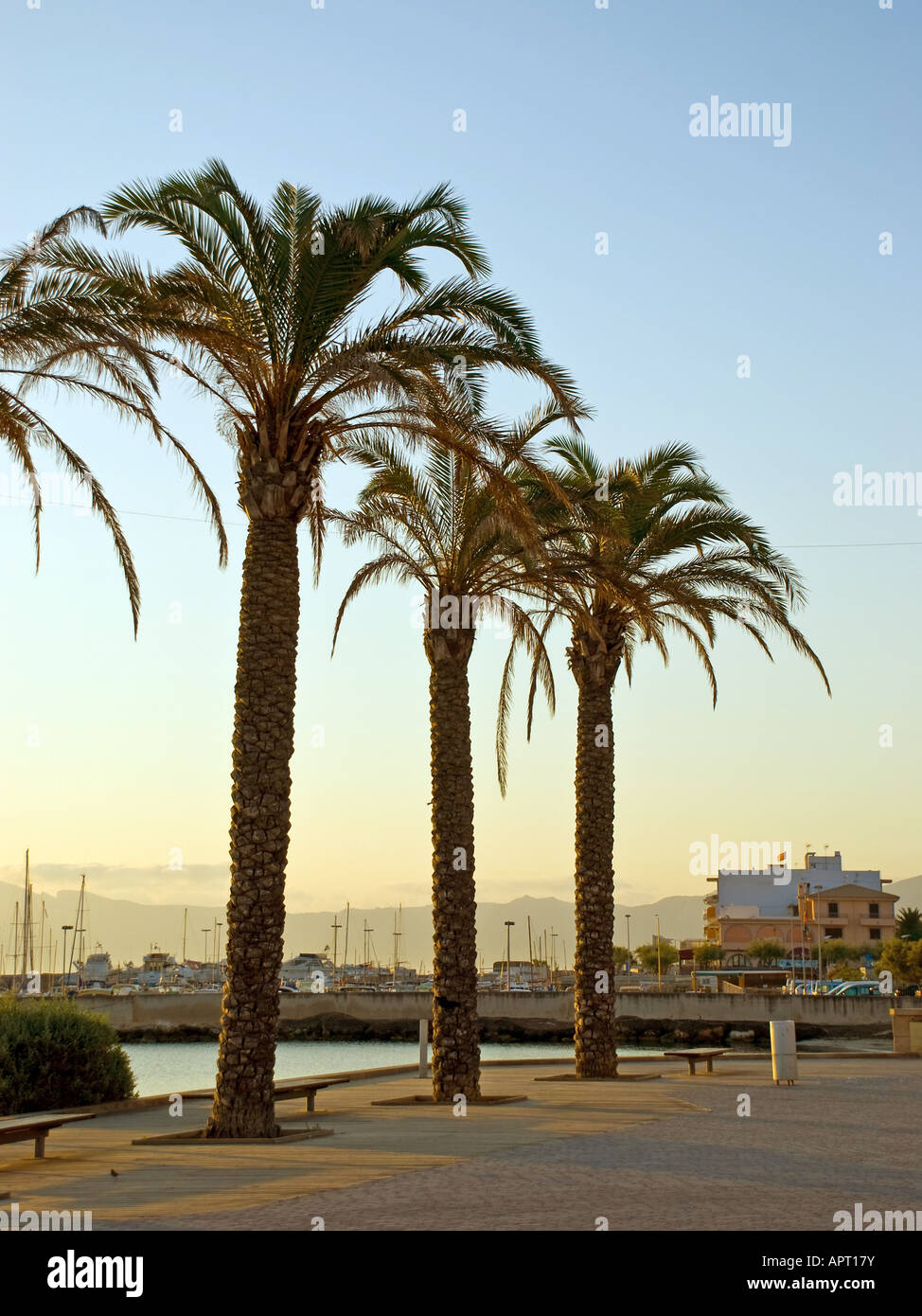Palms on the coast of the islands Mallorca Stock Photo - Alamy