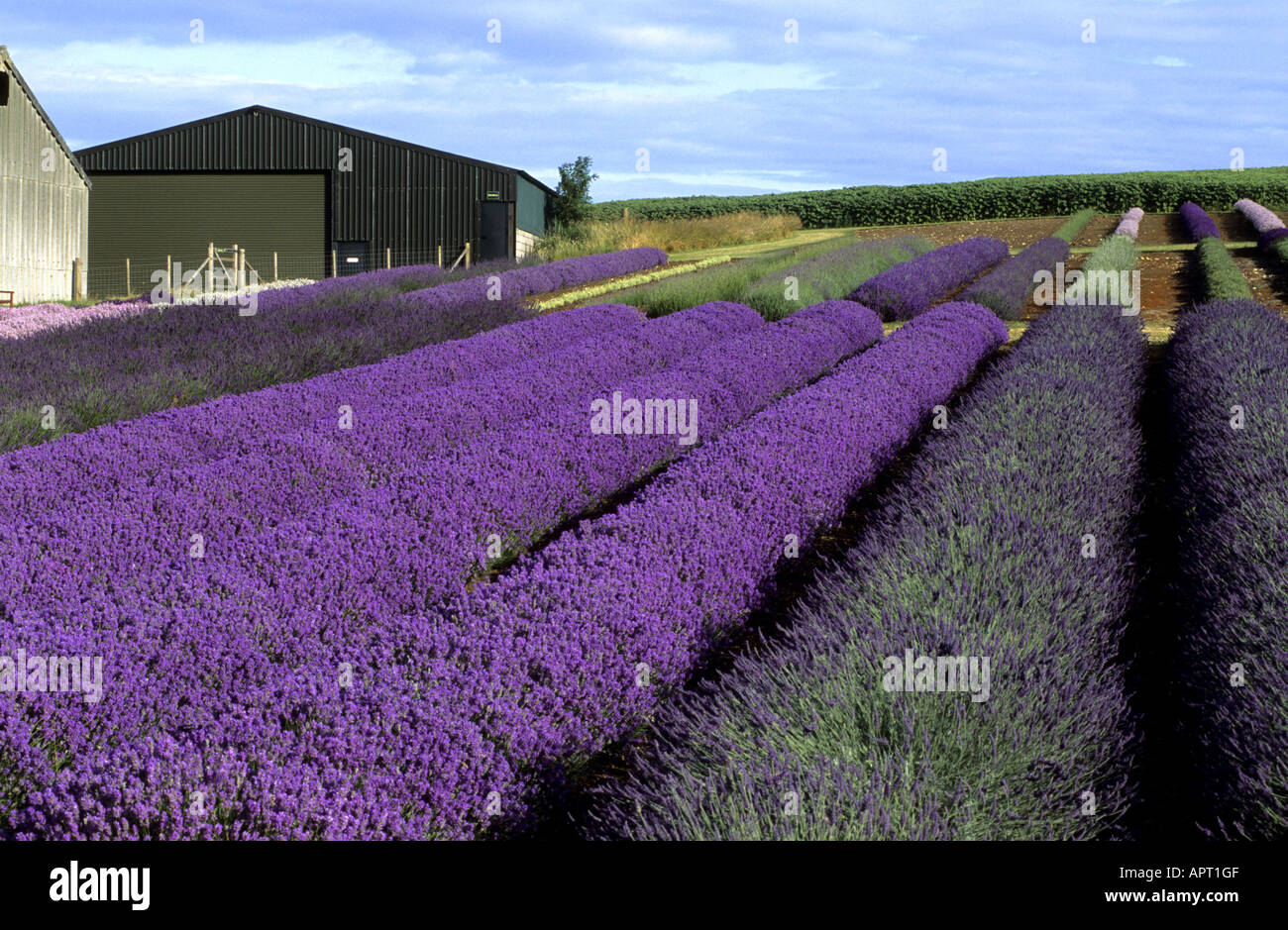 Snowshill Lavender Farm, Gloucestershire, England, UK Stock Photo - Alamy
