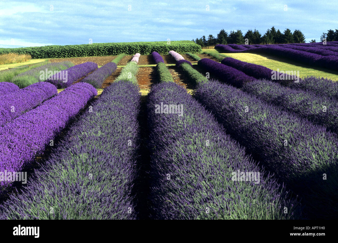 Snowshill Lavender Farm, Gloucestershire, England, UK Stock Photo - Alamy