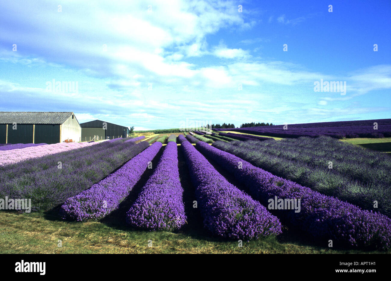 Snowshill Lavender Farm, Gloucestershire, England, UK Stock Photo - Alamy