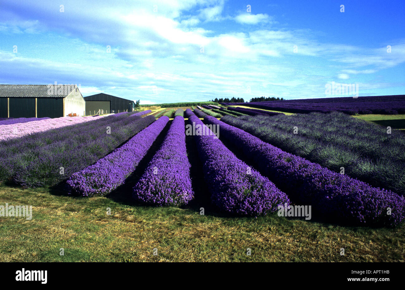 Snowshill Lavender Farm, Gloucestershire, England, UK Stock Photo - Alamy