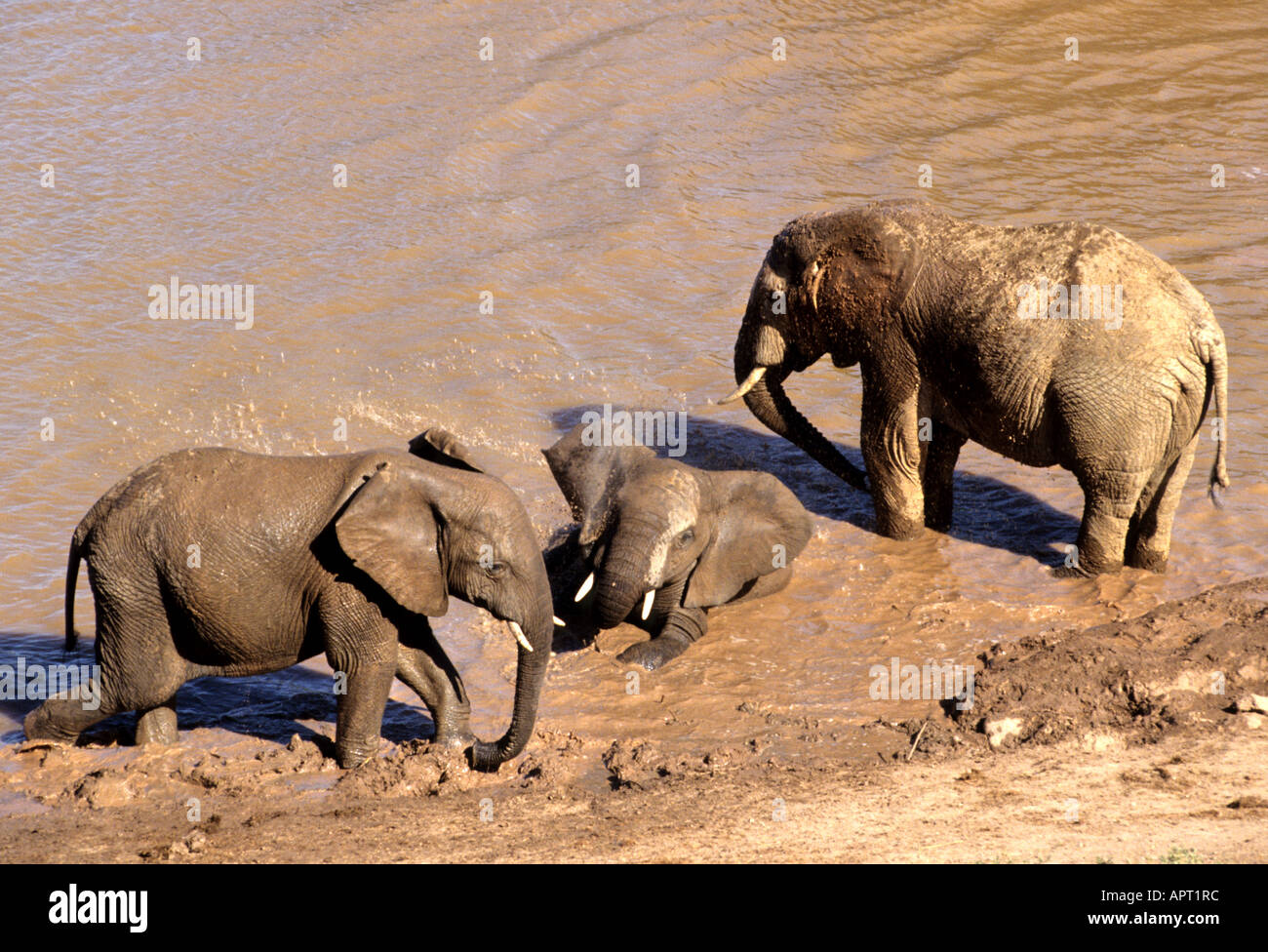 African elephant elephants Family group Africa mud water Stock Photo ...