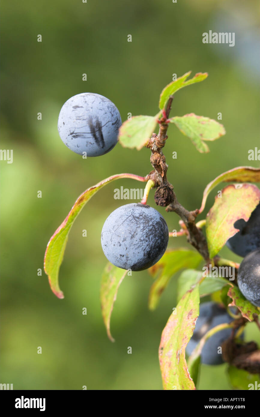 Blackthorn Prunus spinosa fruit Kent UK autumn Stock Photo - Alamy