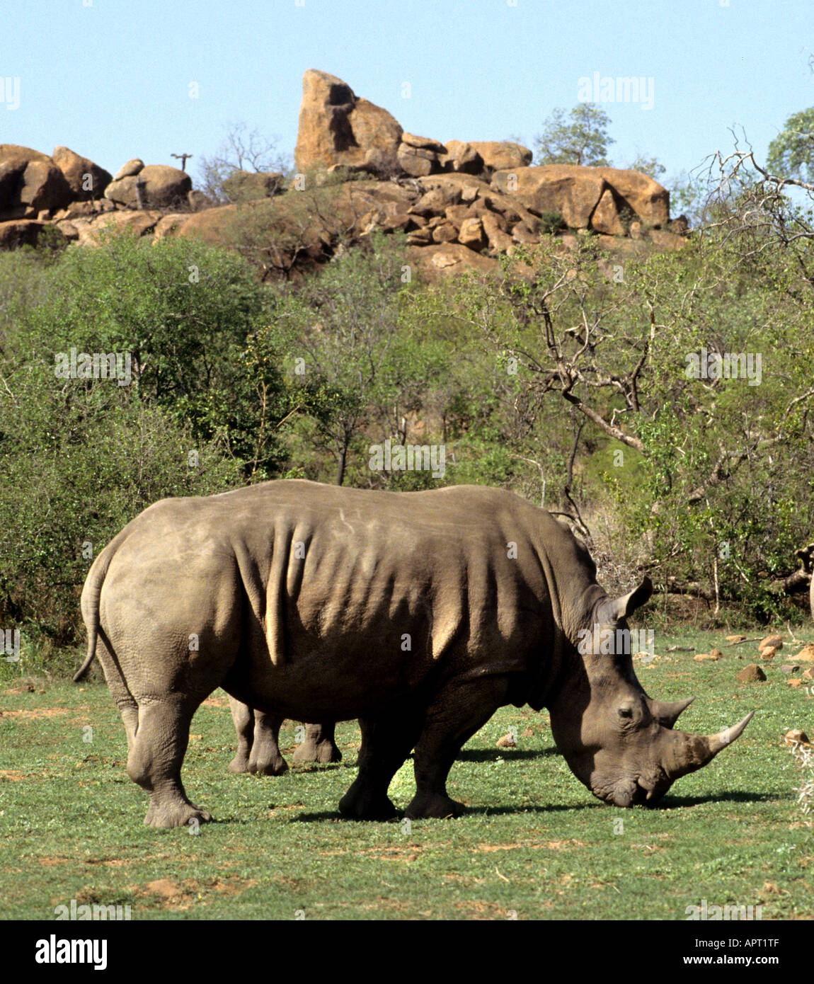 rhinoceros africa african south africa Stock Photo - Alamy