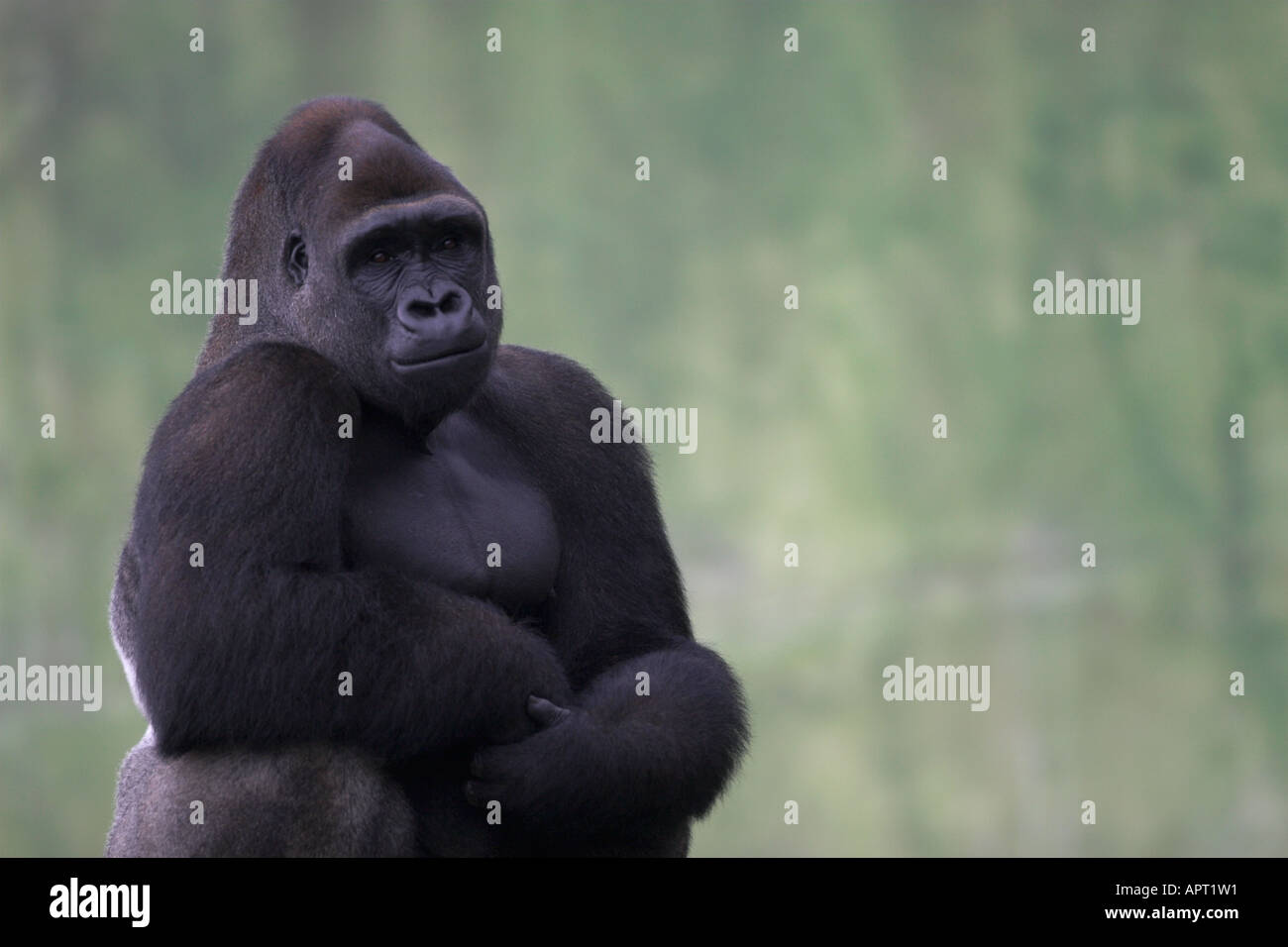 Gorilla poached hi-res stock photography and images - Alamy