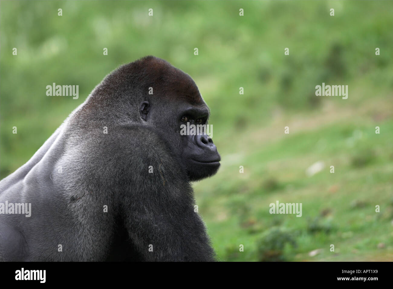 Gorilla poached hi-res stock photography and images - Alamy