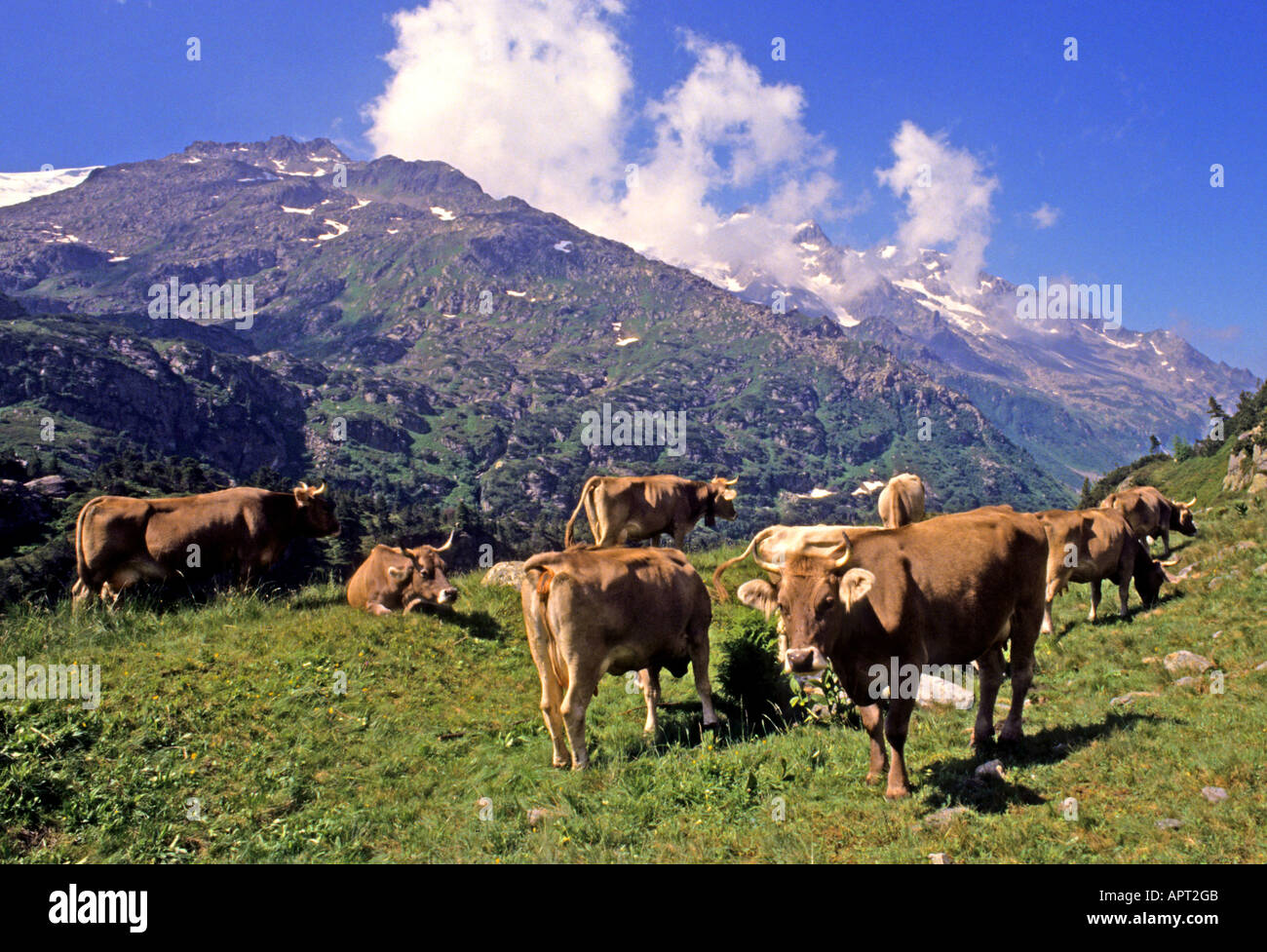 Switzerland Swiss Muntains mountain cow cows Stock Photo - Alamy