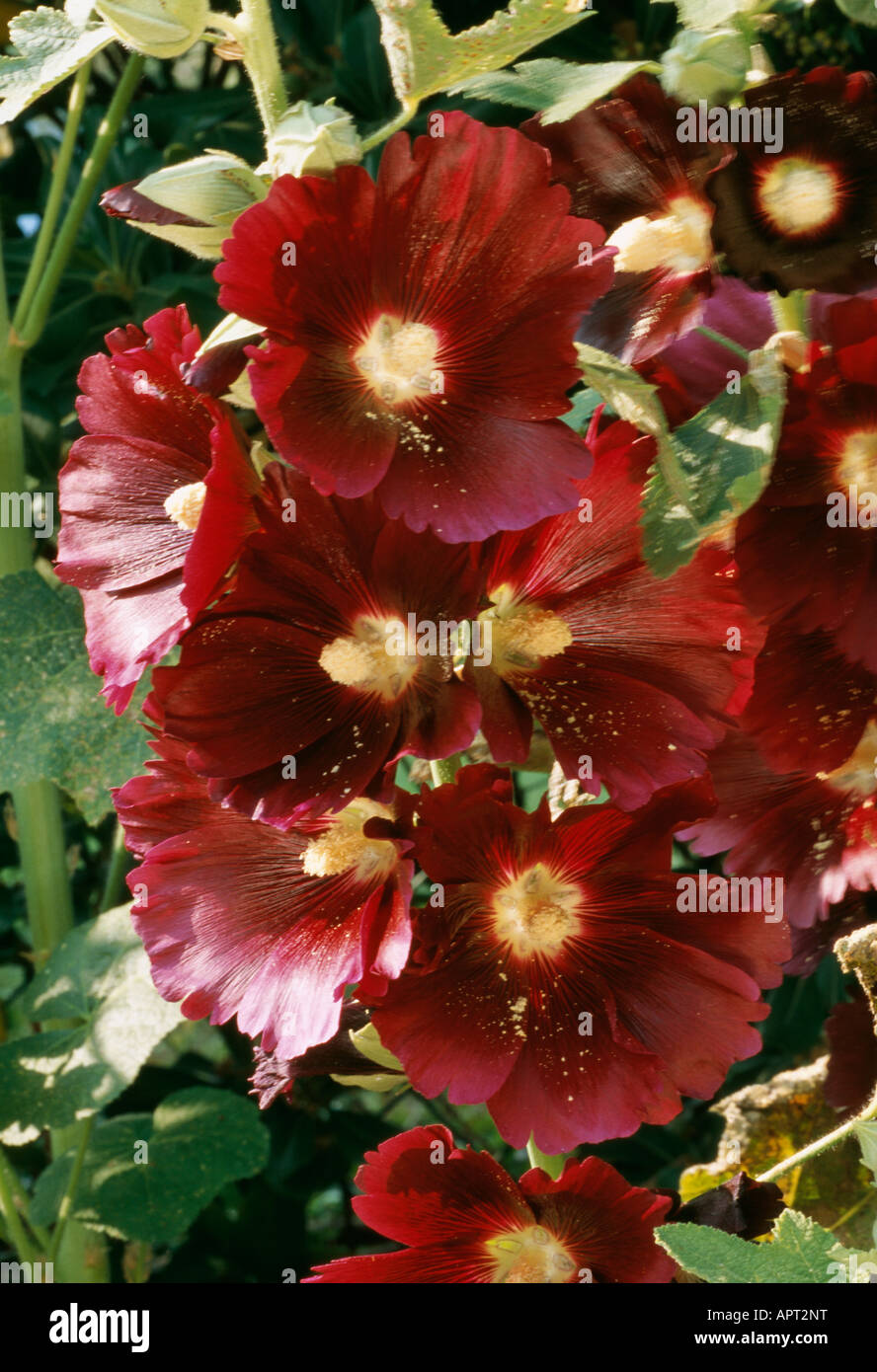 Alcea blackish crimson a striking group of dark beauties Stock Photo ...
