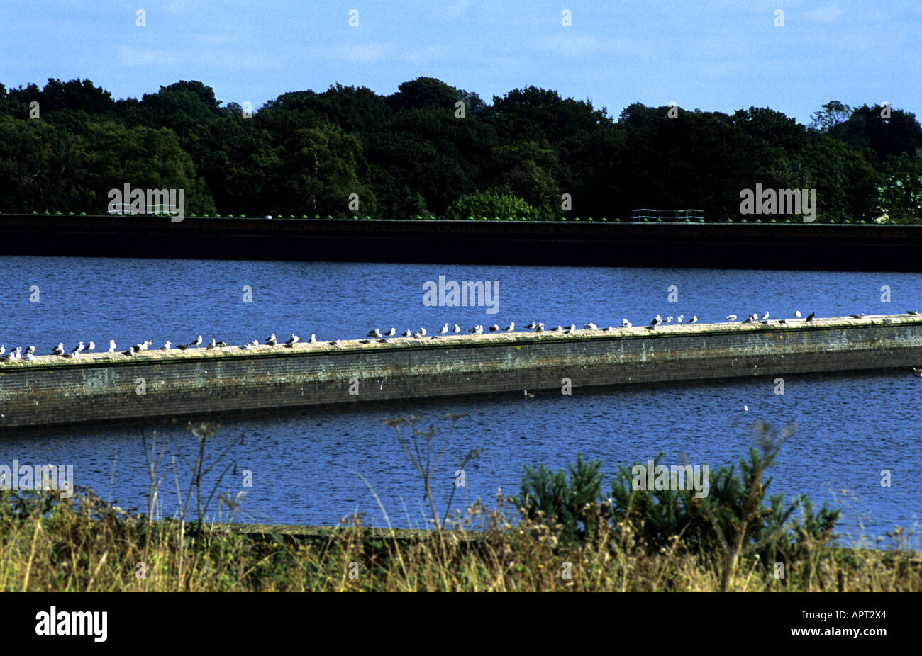 Birmingham gulls birds hi-res stock photography and images - Alamy