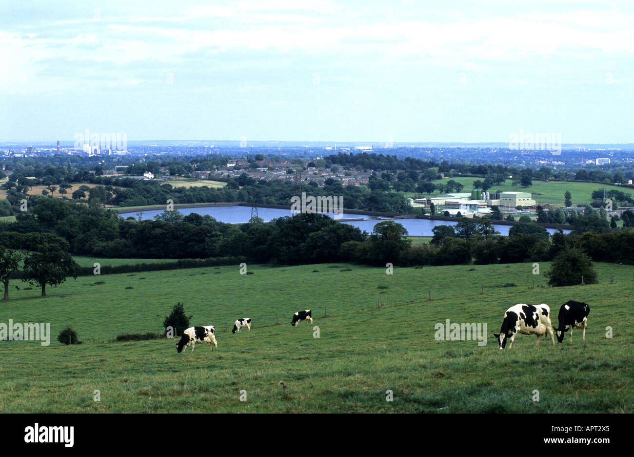 View birmingham cattle cows hi-res stock photography and images - Alamy